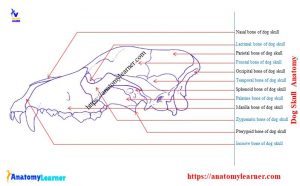 Dog Skull Anatomy - Peculiar Features of Canine skull Bones ...