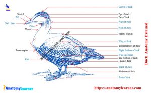 Duck Anatomy - External and Internal Features with Labeled Diagram ...