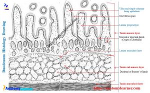 Duodenum Histology Slide with Labeled Diagram » AnatomyLearner ...