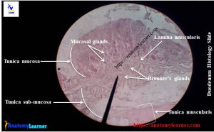 Duodenum Histology Slide with Labeled Diagram » AnatomyLearner ...