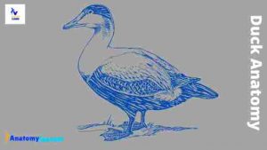 Duck Anatomy - External and Internal Features with Labeled Diagram ...