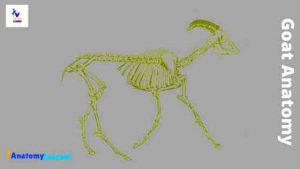 Goat Anatomy - External and Internal Anatomical Features with Labeled ...
