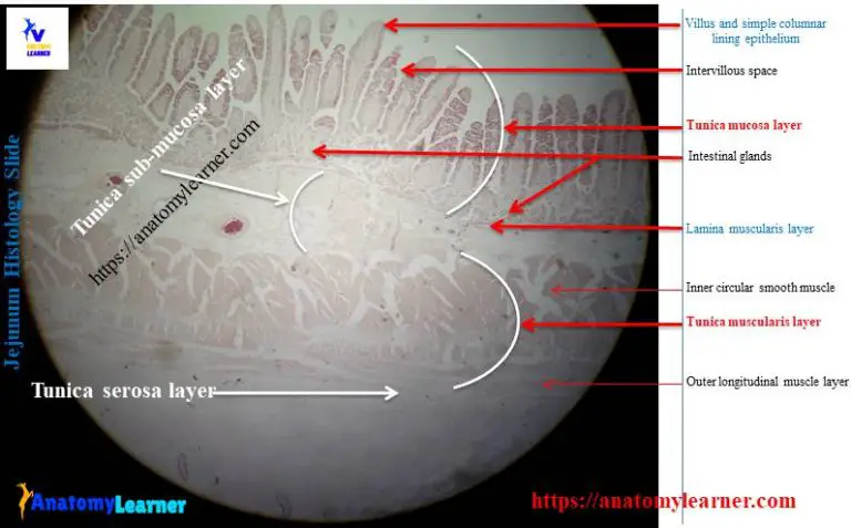 Duodenum Histology Slide with Labeled Diagram » AnatomyLearner ...
