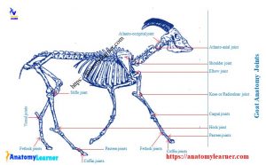 Goat Anatomy - External and Internal Anatomical Features with Labeled ...