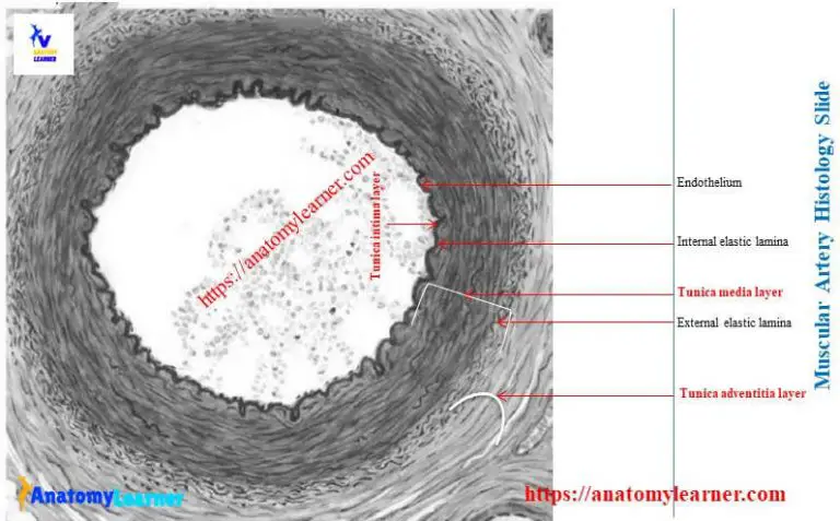 Artery Histology - Elastic and Muscular Arteries Slides ...