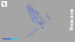 Bird Wing Anatomy with a Diagram - Bones, Muscles, Joints, and Vessels ...