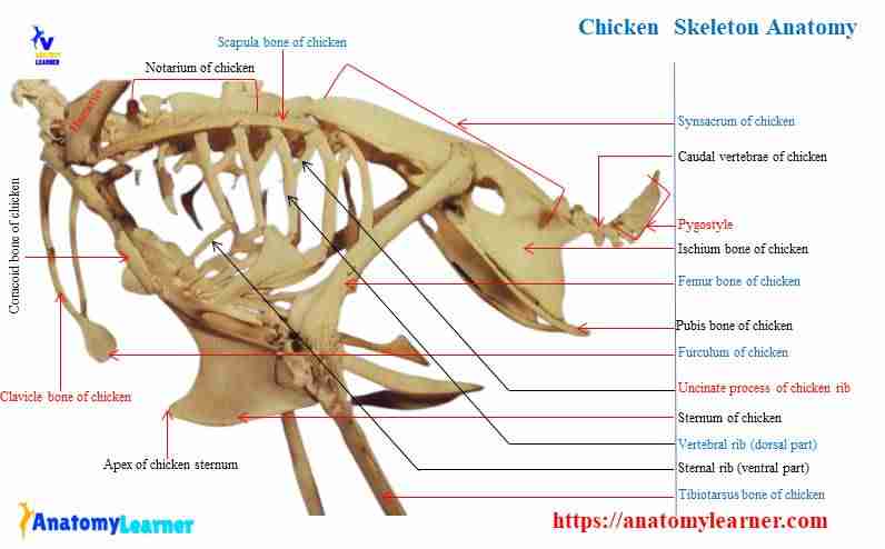Chicken Skeleton Anatomy With Labeled Diagram AnatomyLearner The Chicken Skeleton Anatomy With Labeled Diagram AnatomyLearner The
