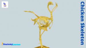 Chicken Skeleton Anatomy with Labeled Diagram » AnatomyLearner ...