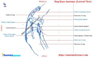 Dog Knee Anatomy with Labeled Diagram » AnatomyLearner >> Veterinary ...