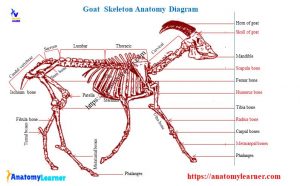 Goat Skeleton Anatomy - Skull Forelimb and Hindlimb Bones ...