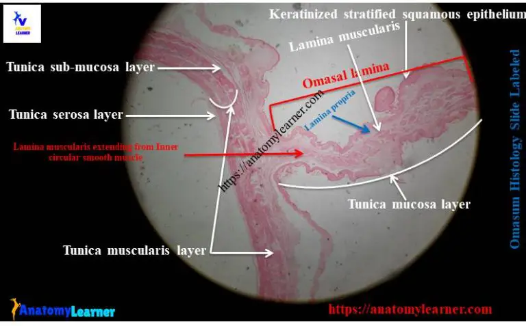 Rumen Histology Slide Identification with Labeled Diagram ...