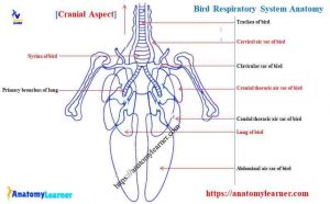 Bird Respiratory System Anatomy Diagram - Example with Chicken Organs ...