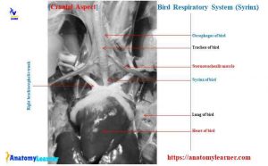 Bird Respiratory System Anatomy Diagram - Example with Chicken Organs ...