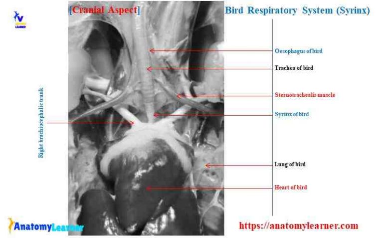 Bird Respiratory System Anatomy Diagram - Example with Chicken Organs ...