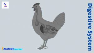 Chicken Digestive System Anatomy with Labeled Diagram » AnatomyLearner ...