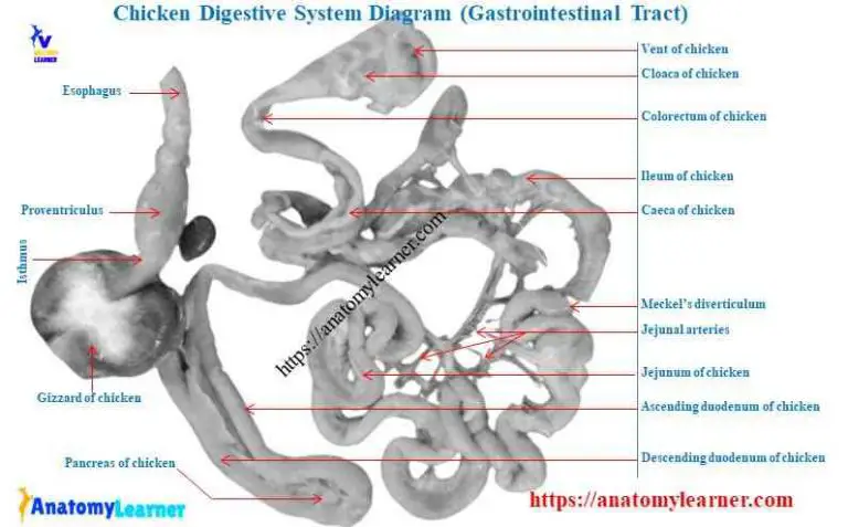 Chicken Digestive System Anatomy with Labeled Diagram » AnatomyLearner ...