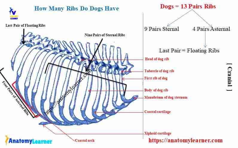 How Many Ribs Do Dogs Have Dog Rib Cage Anatomy AnatomyLearner How Many Ribs Do Dogs Have Dog Rib Cage Anatomy AnatomyLearner