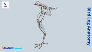 Bird Leg Anatomy - Bones, Muscles, Sciatic Nerve, and Shank Vein with ...