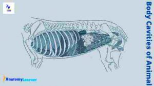 Body Cavities and Organs with Labeled Diagram - The Major and Minor ...