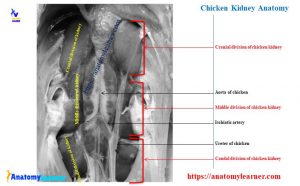 Chicken Kidney Anatomy - The Vital Organ of Bird Urinary System ...