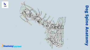 Dog Spine Anatomy - Anatomical Features of Canine Vertebrae ...