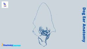 Dog Ear Anatomy -The Anatomical Features from the External, Middle, and ...