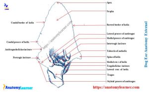 Dog Ear Anatomy -The Anatomical Features from the External, Middle, and ...