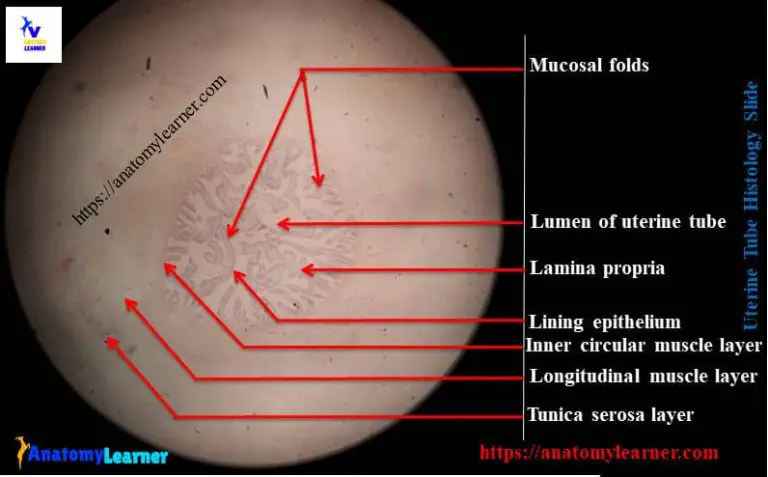 Fallopian Tube Histology - Histological Features of Uterine Tube in ...