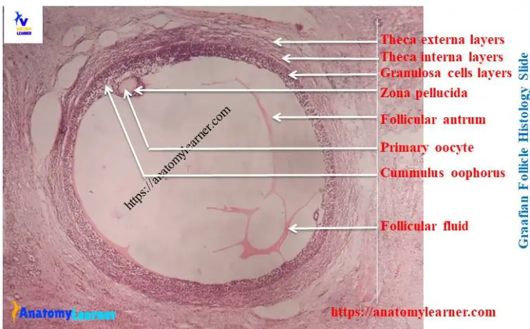 Ovary Histology - Ovarian Follicles, Corpus Luteum with Labeled Diagram ...