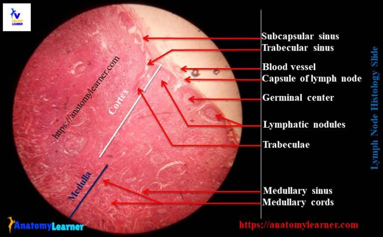Lymph Node Histology - Cortex and Medulla Description » AnatomyLearner ...