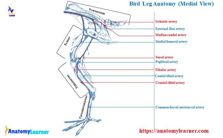 Bird Leg Anatomy - Bones, Muscles, Sciatic Nerve, and Shank Vein with ...