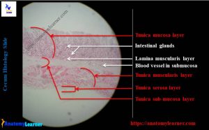 Cecum Histology Slide with Labeled Image and Diagram » AnatomyLearner ...