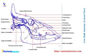Cow Skull Anatomy - Osteological Features of Cranial and Facial Bones ...
