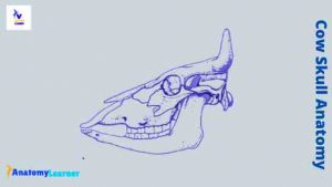 Cow Skull Anatomy - Osteological Features of Cranial and Facial Bones ...