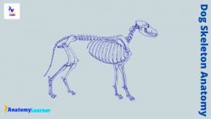 Dog Skeleton Anatomy with Labeled Diagram » AnatomyLearner ...