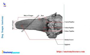 Dog Tongue Anatomy with Labeled Diagram - Muscles, Papillae, Glands ...