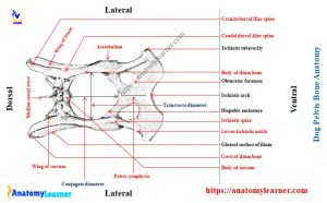 Dog Pelvis Anatomy - Male and Female Pelvic Limb Bone, Muscles, and ...