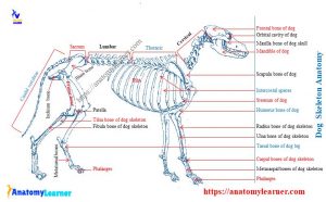 Dog Skeleton Anatomy with Labeled Diagram » AnatomyLearner ...