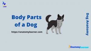 Parts of a Dog - External Body Features of Dogs with Diagram ...