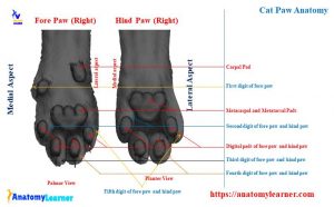 Cat Paw Anatomy - Bone, Muscle, and Digital Pad » AnatomyLearner ...