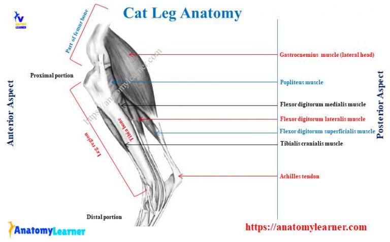 Cat Leg Anatomy with Diagram - Bones, Muscles, and Nerves ...