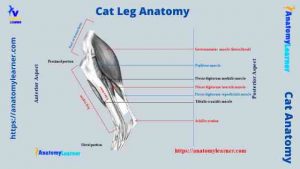 Cat Leg Anatomy with Diagram - Bones, Muscles, and Nerves ...