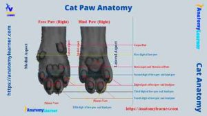 Cat Paw Anatomy - Bone, Muscle, and Digital Pad » AnatomyLearner >> The ...