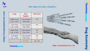 How Many Toes does a Dog have » AnatomyLearner >> Veterinary Anatomy ...