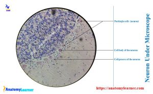 Neuron under Microscope with Labeled Diagram » AnatomyLearner ...