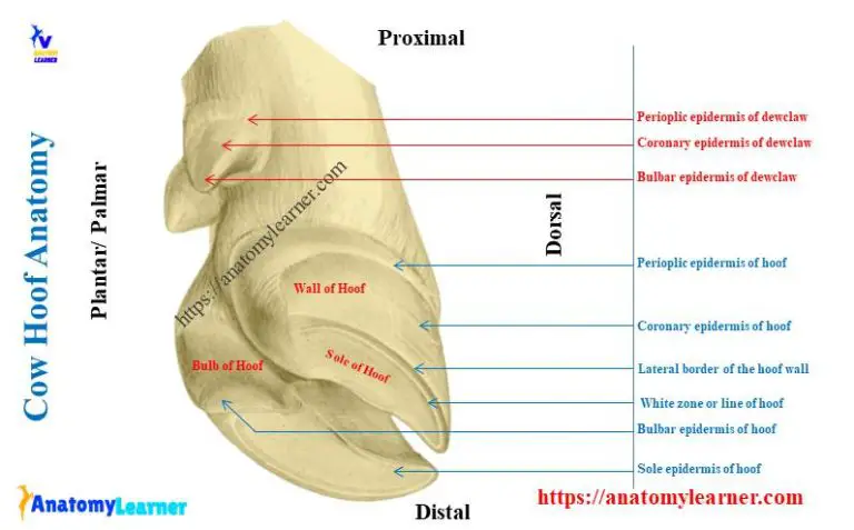 Cow Hoof Anatomy - Corium, Wall, Sole, and Bulb » AnatomyLearner ...