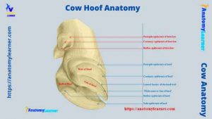 Cow Hoof Anatomy - Corium, Wall, Sole, and Bulb » AnatomyLearner ...