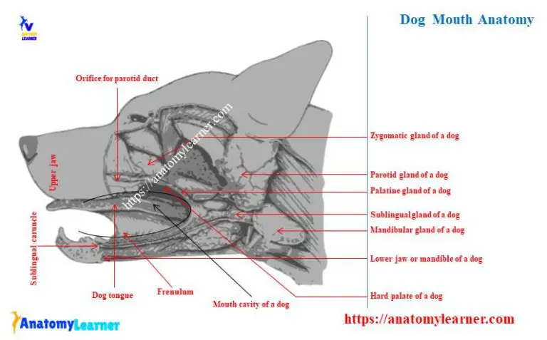 Dog Mouth Anatomy - Lip, Cheek, Oral cavity, and Salivary Glands with ...