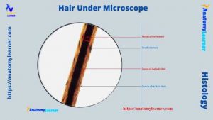 Hair Under a Microscope - Features of Hairs Shaft and Follicles with ...