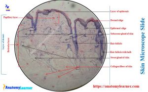 Skin Under Microscope » AnatomyLearner >> Veterinary Anatomy Study ...